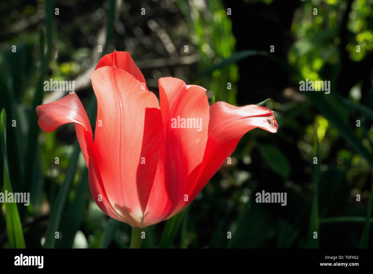 Red fresh spring tulip head closeup on dark natural background in ...