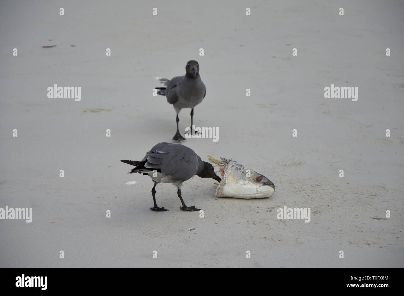Galapagos Sea Birds eating fish head Stock Photo - Alamy