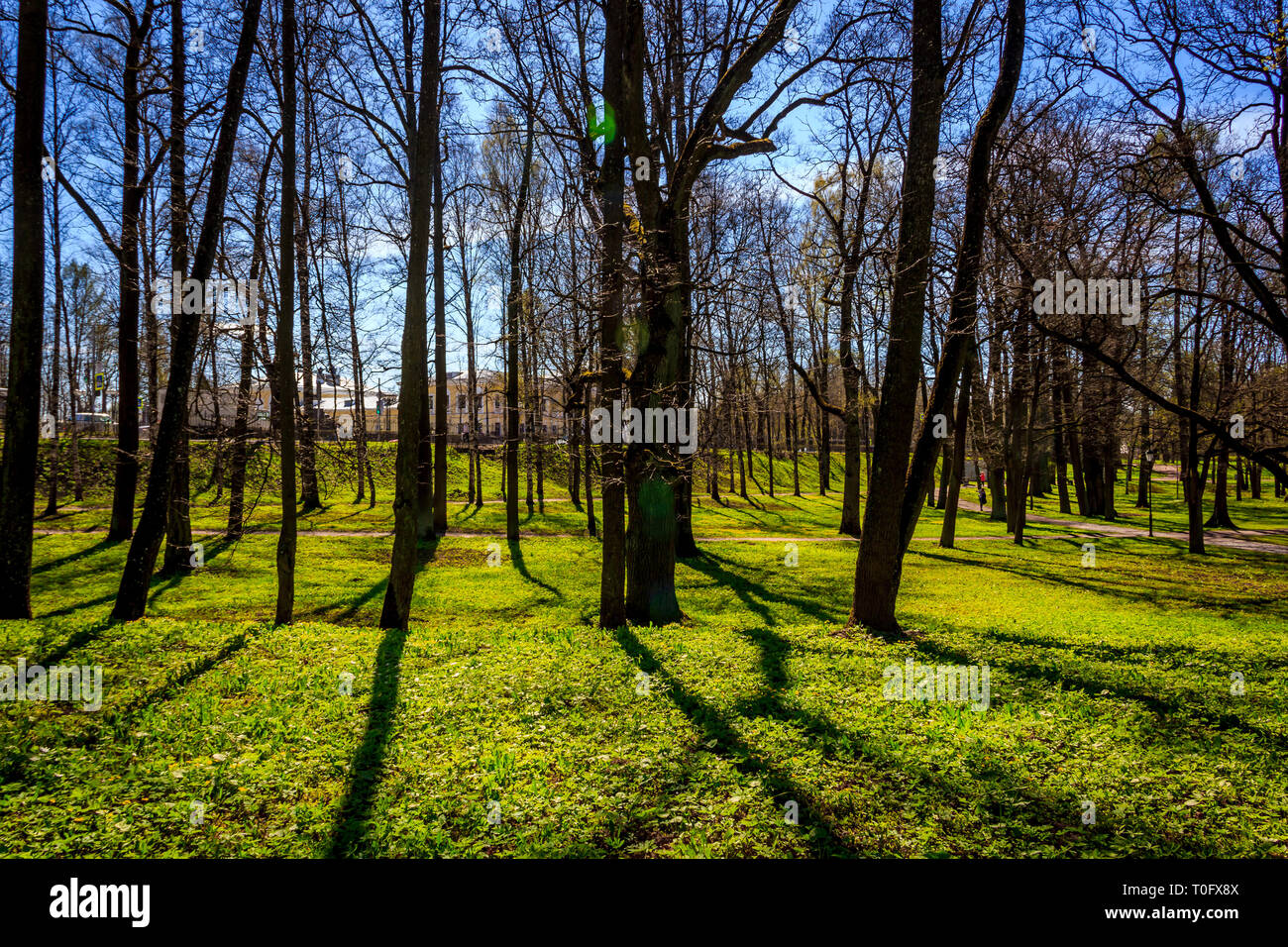 Sunny spring park urban. Warms in the park. Foliage blooms and the ...