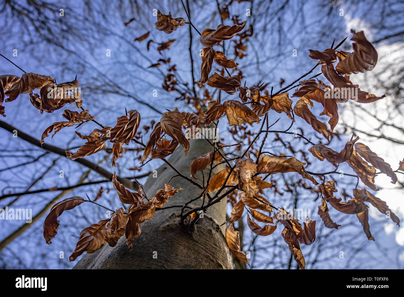 The last leaf to leave the tree hi-res stock photography and images - Alamy