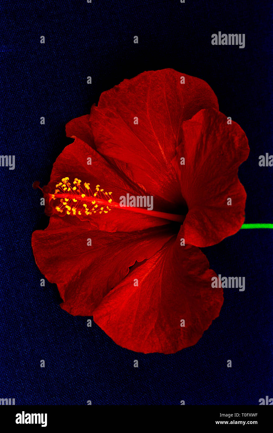 Hibiscus flower - deep red moody picture of a delicate hibiscus flower ...