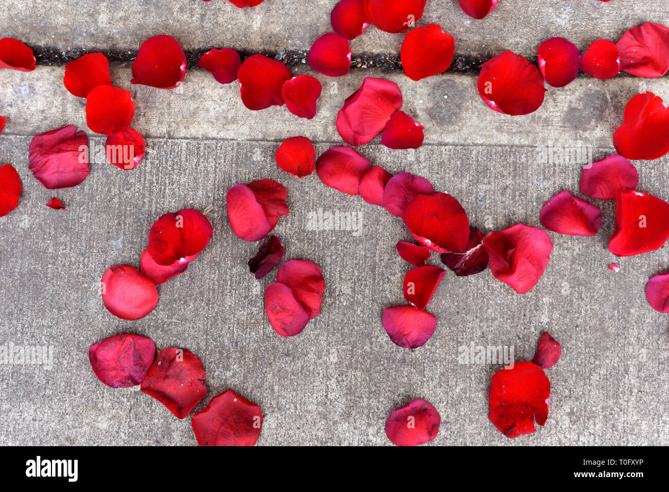 Red rose petals scattered on a grey concrete sidewalk Stock Photo - Alamy