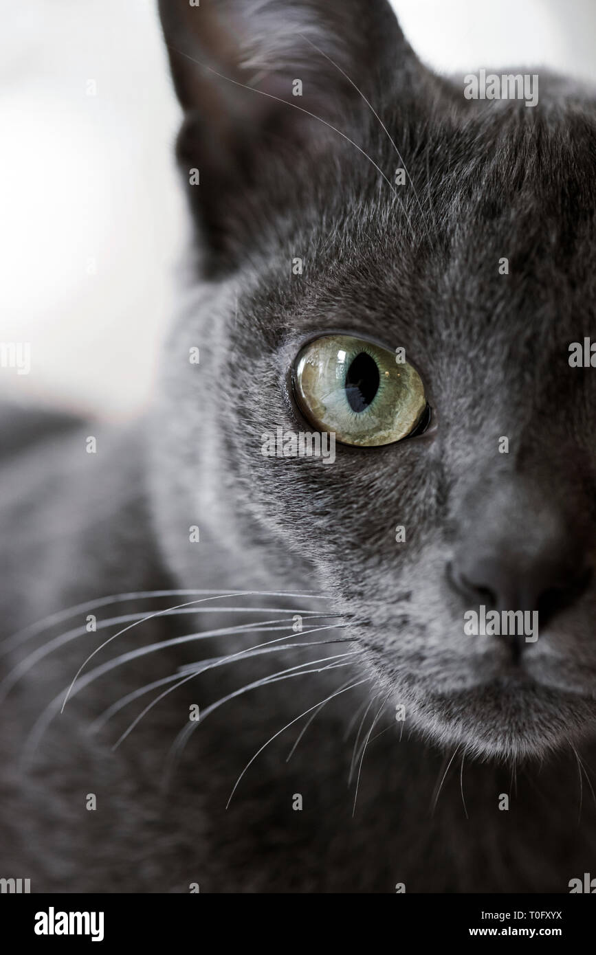 Korat cat hi-res stock photography and images - Alamy