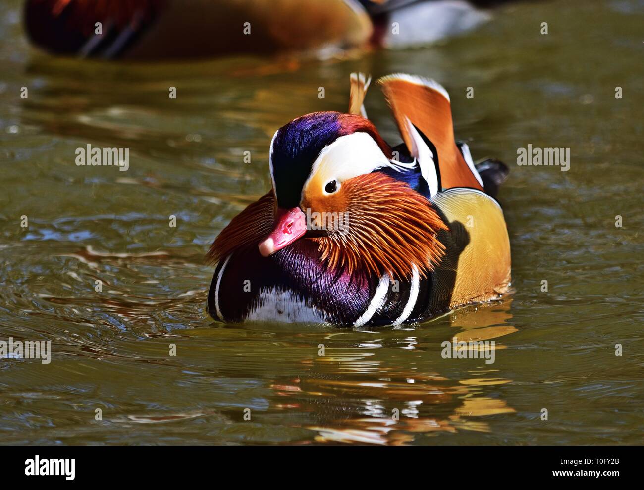 Tiergarten vienna hi-res stock photography and images - Alamy