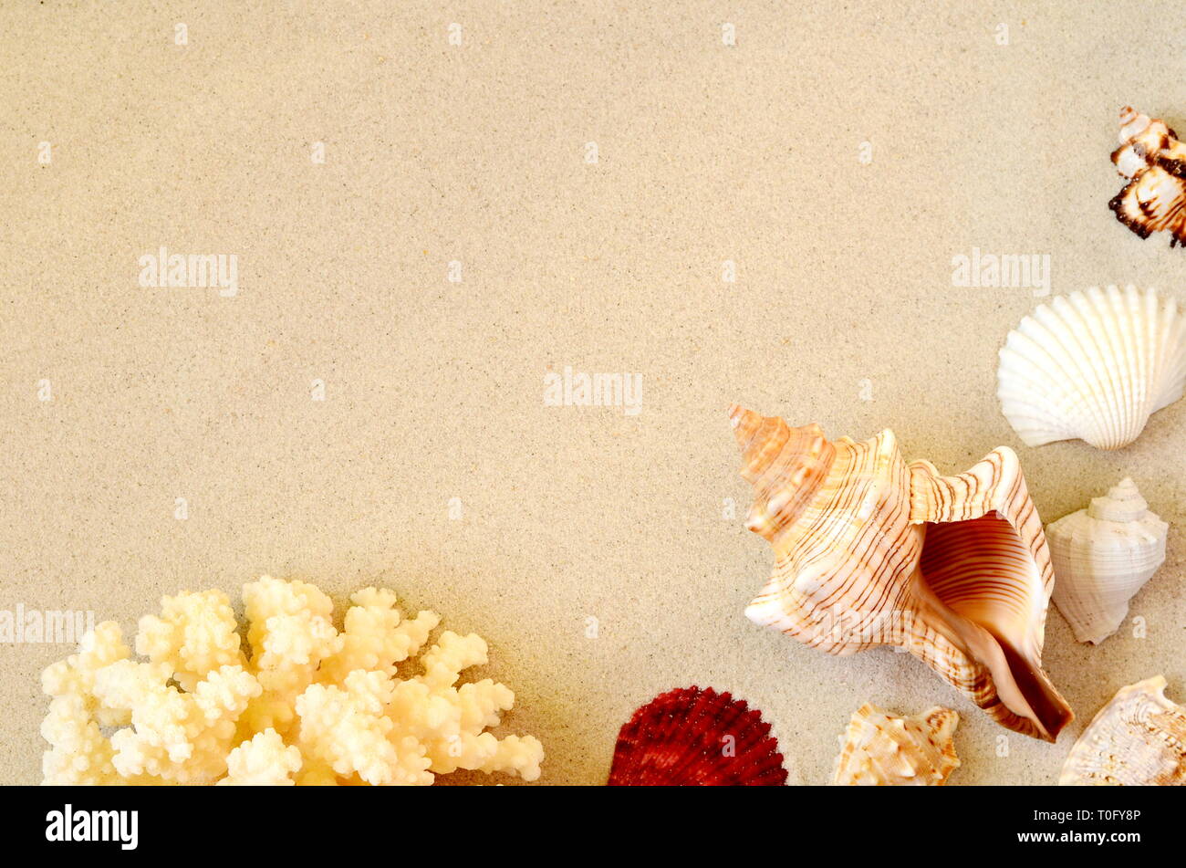 Summer beach. Seashell on the sand Stock Photo - Alamy