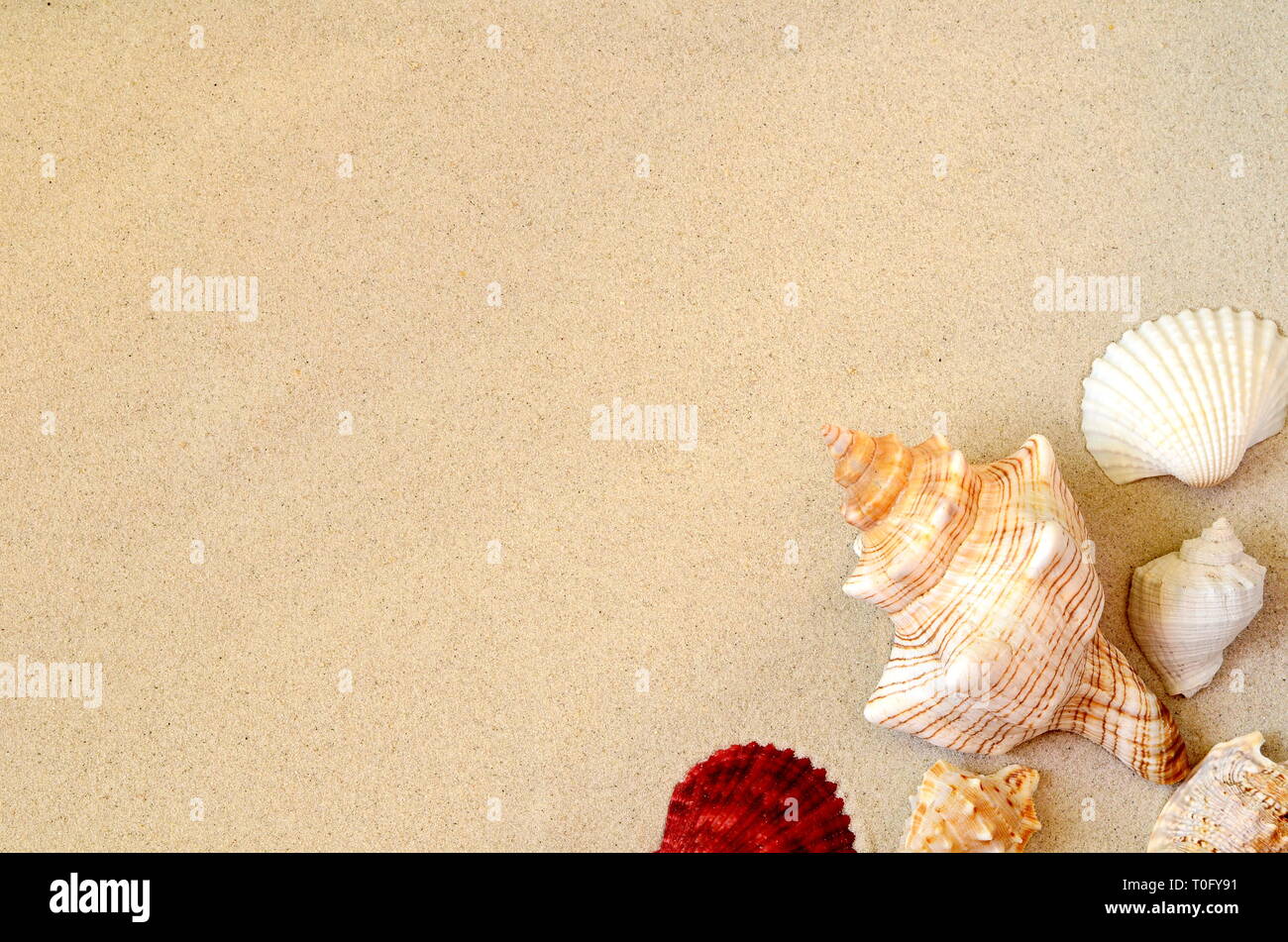 Summer beach. Seashell on the sand Stock Photo - Alamy
