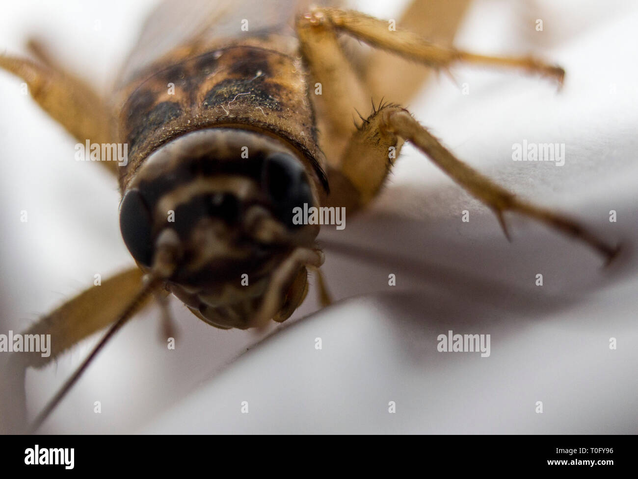 Cicada head hi-res stock photography and images - Alamy