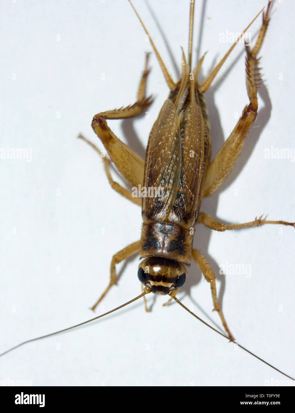cicada insect, isolated on white background Stock Photo - Alamy