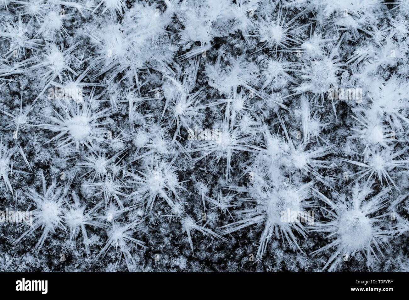 Frost flowers hi-res stock photography and images - Alamy
