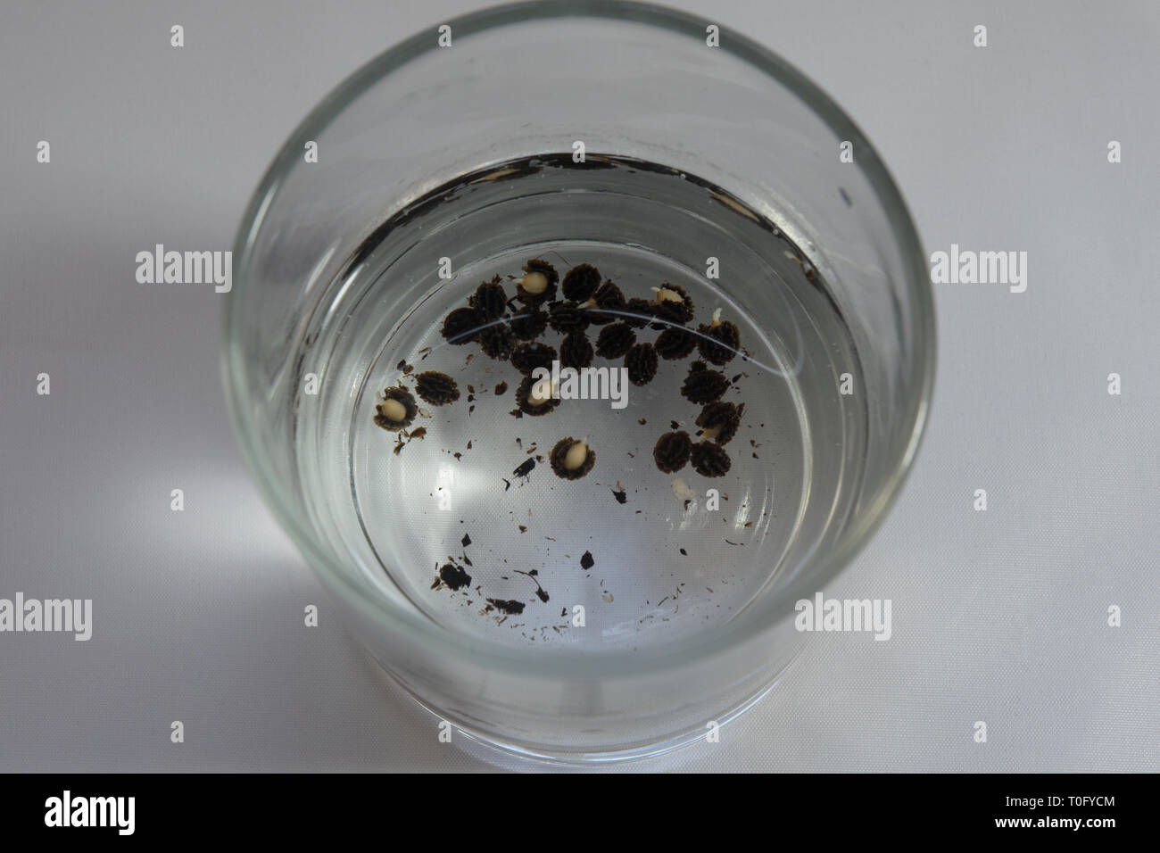 germinating papaya seed in water Stock Photo - Alamy
