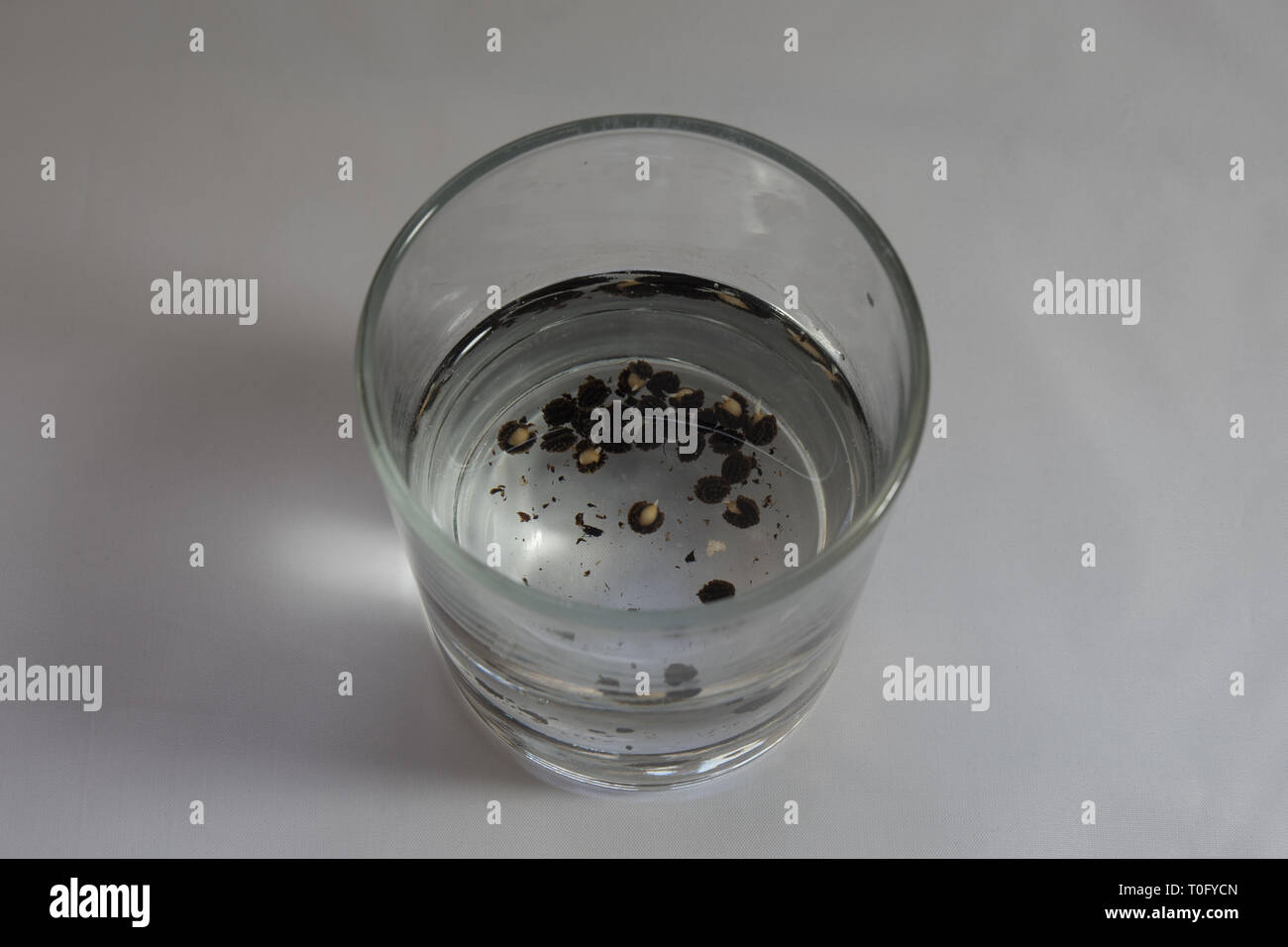 germinating papaya seed in water Stock Photo - Alamy
