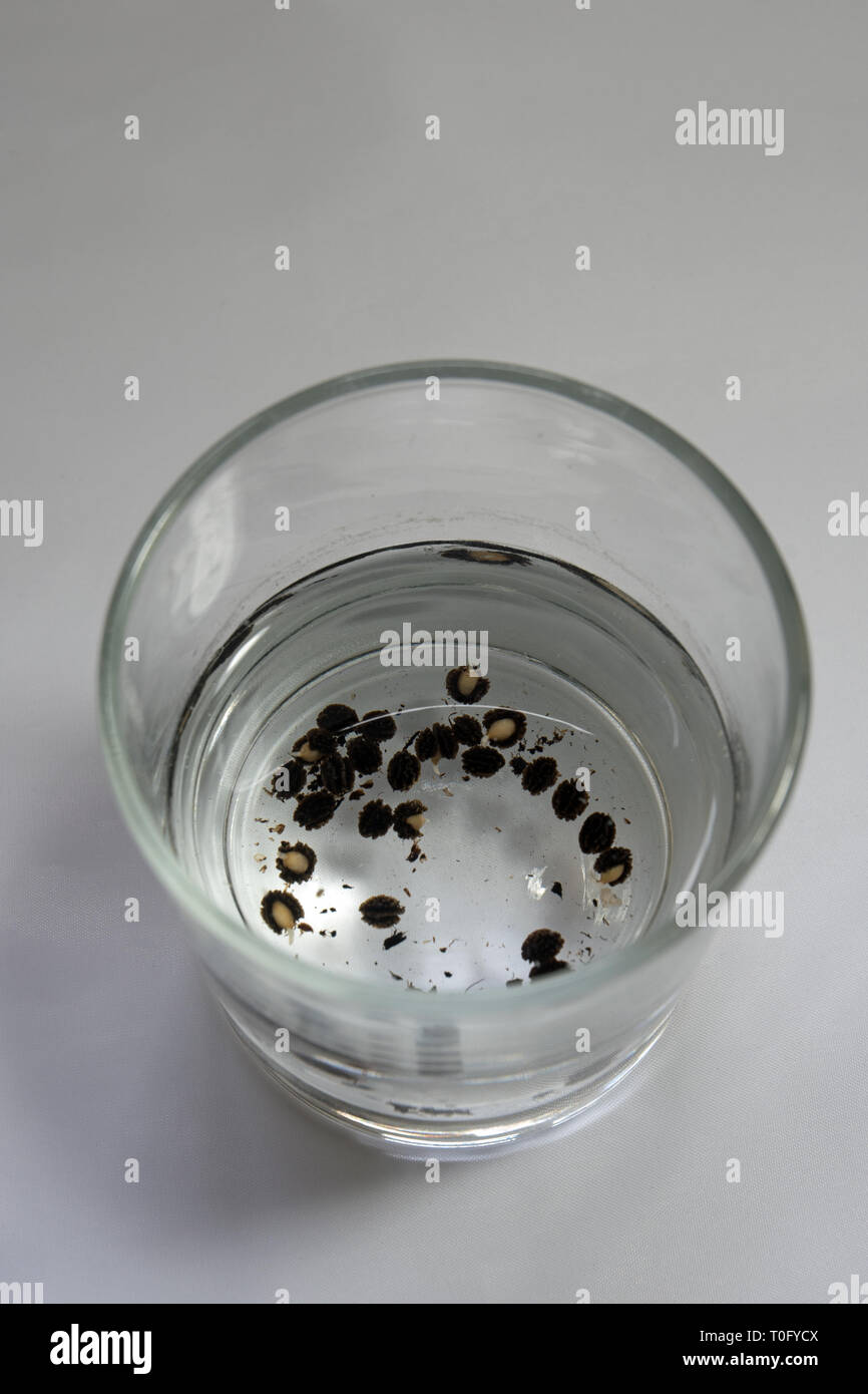 germinating papaya seed in water Stock Photo - Alamy