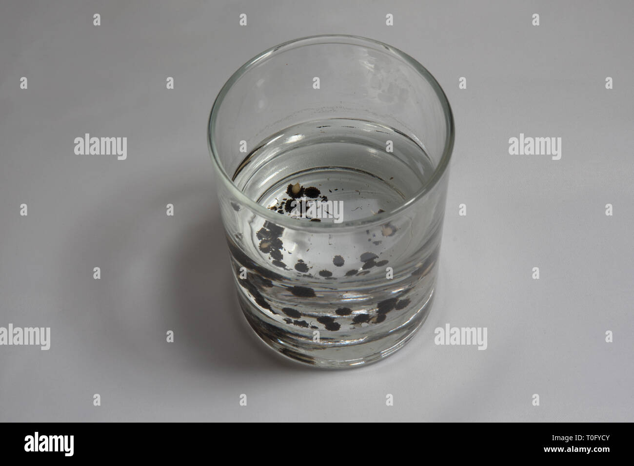 Seed embryo germinating hi-res stock photography and images - Alamy