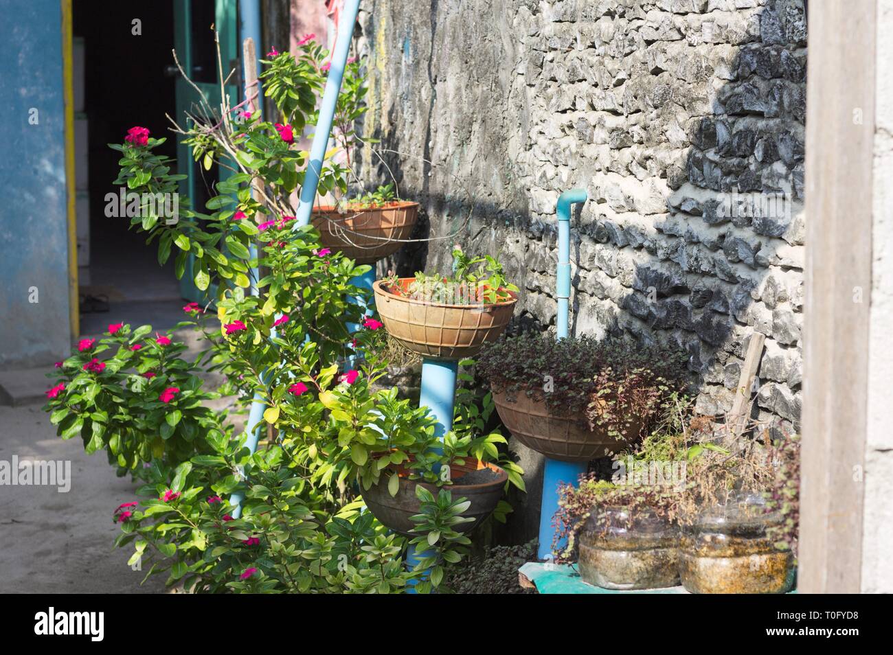 Plants with red flowers in the jars (Ari Atoll, Maldives Stock Photo ...