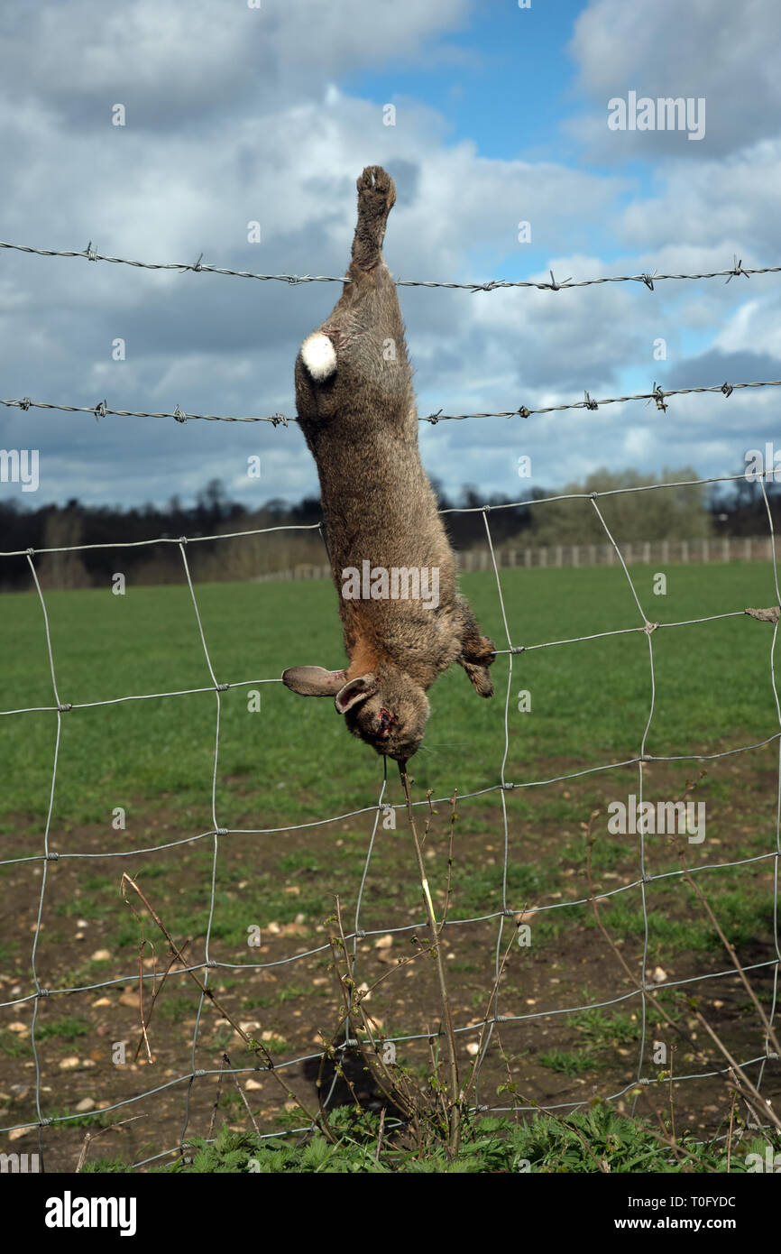 Dead rabbit hanging on fence Stock Photo - Alamy