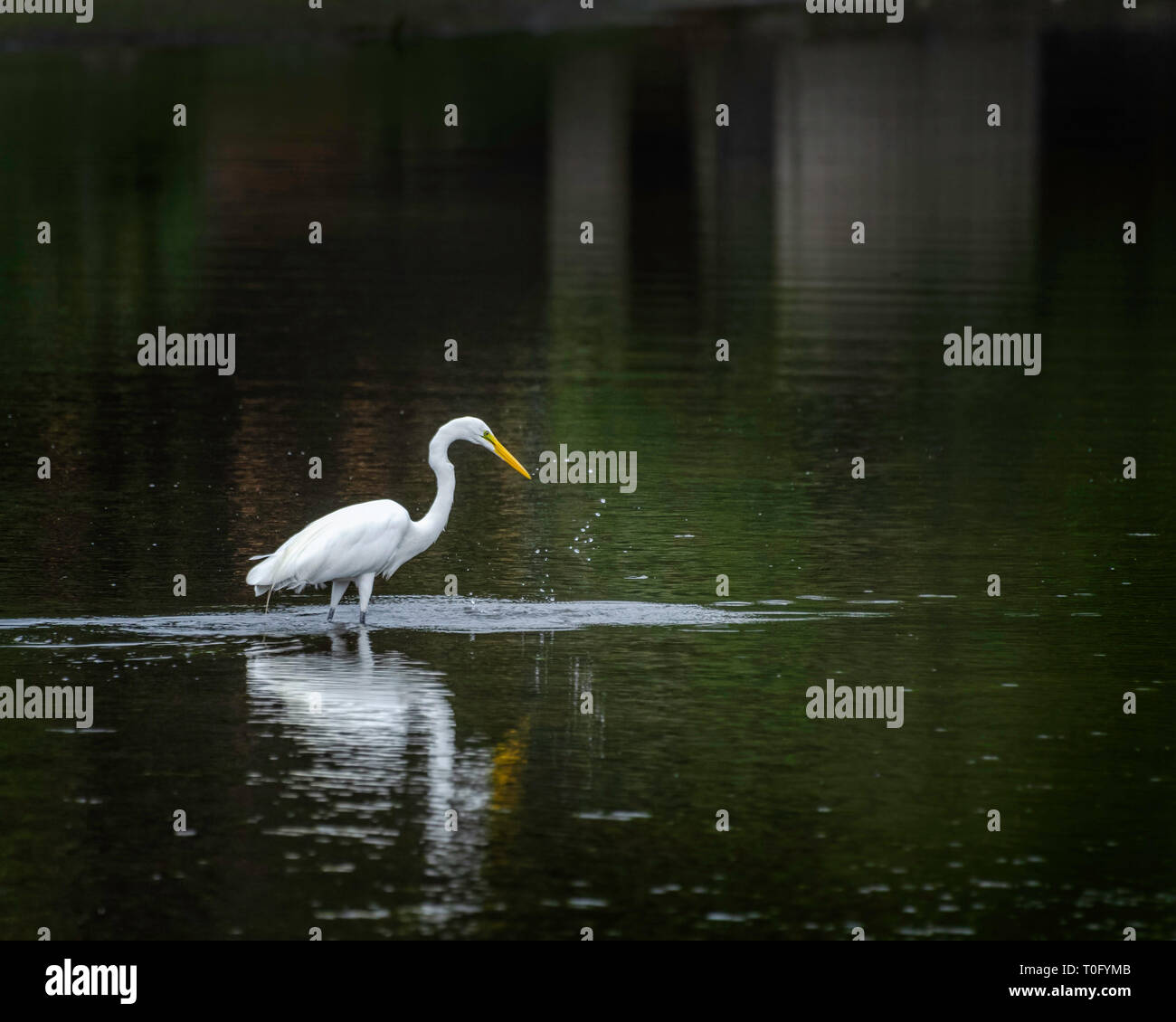 Great Egret (Ardea alba), Ballona Lagoon, Playa Del Rey, CA Stock Photo ...