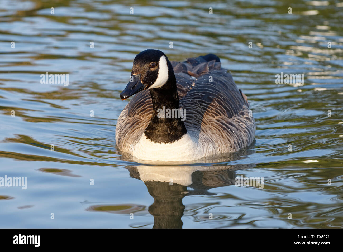 Canada wetland landscape bird hi-res stock photography and images - Alamy