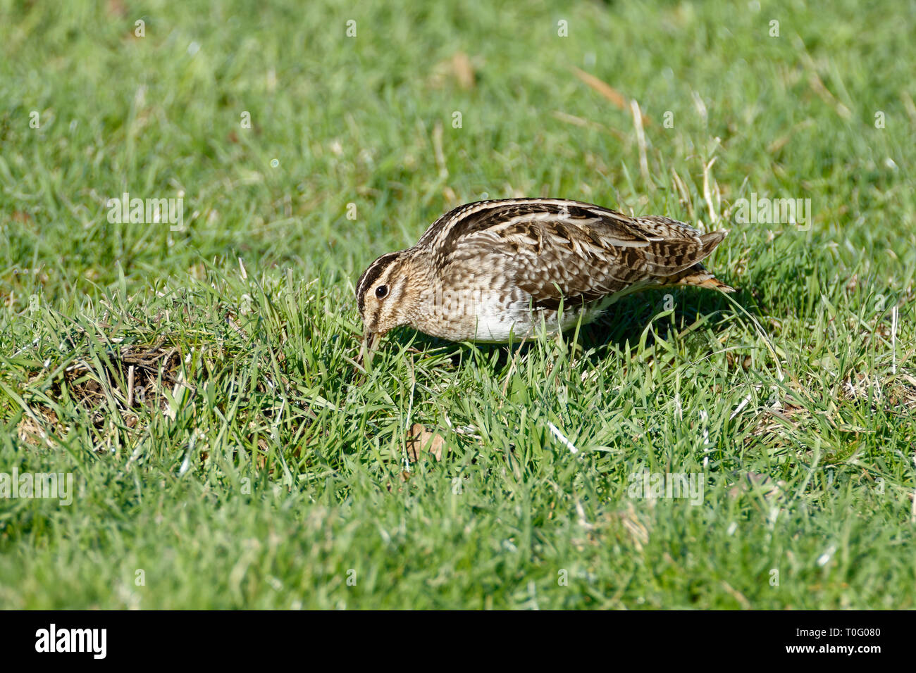 Common Snipe - Gallinago gallinago Bird Feeding in Grass Stock Photo ...