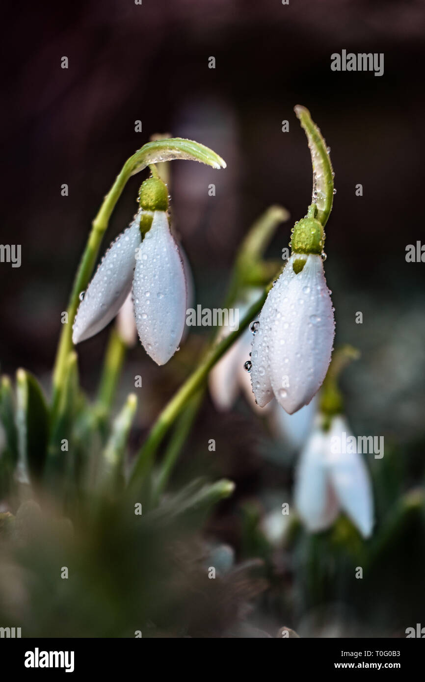 Fresh snowdrop after rainy day Stock Photo - Alamy