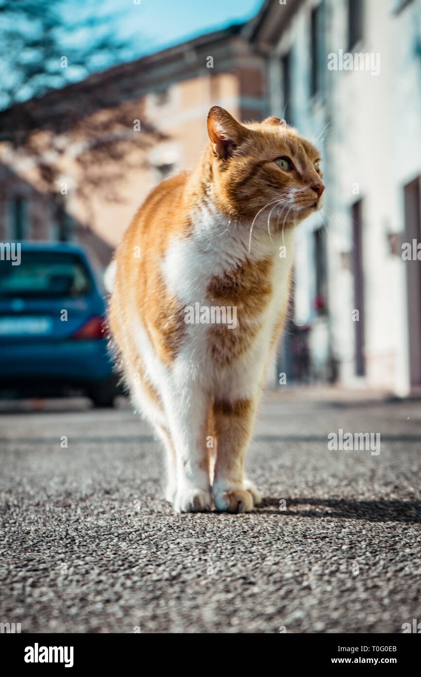 Curious orange cat walking around me Stock Photo - Alamy