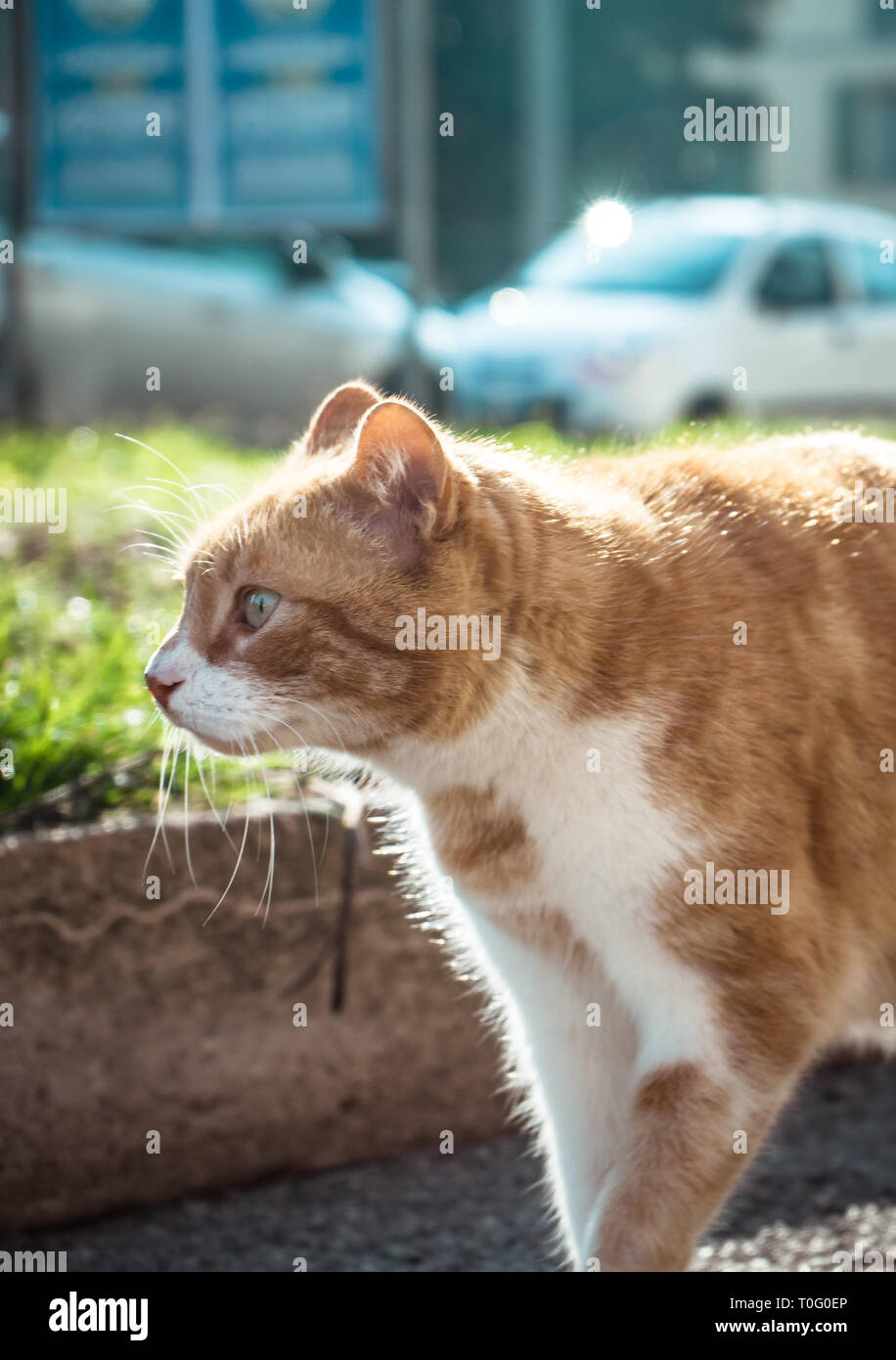 Curious orange cat walking around me Stock Photo - Alamy
