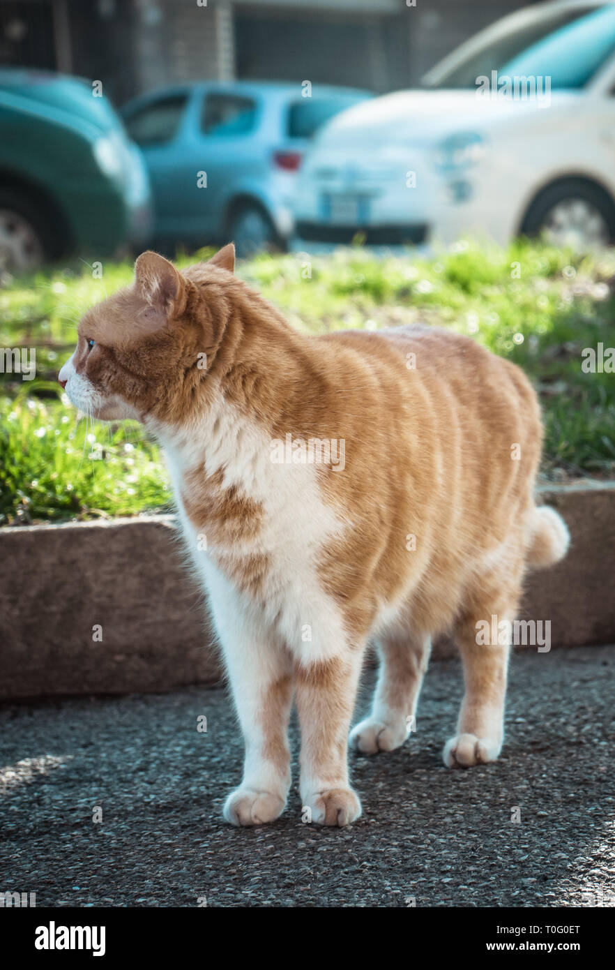 Curious orange cat walking around me Stock Photo - Alamy