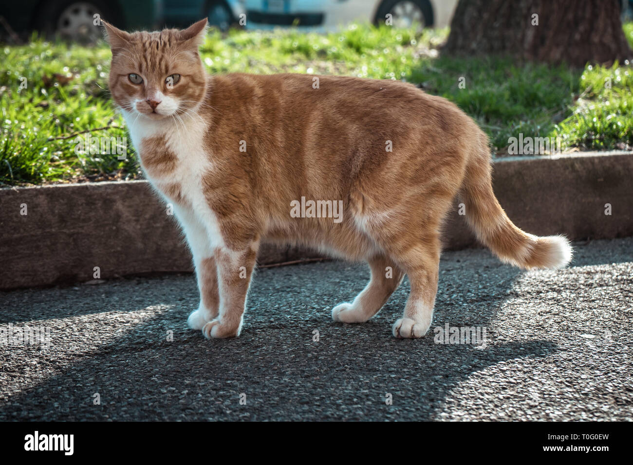 Curious orange cat walking around me Stock Photo - Alamy