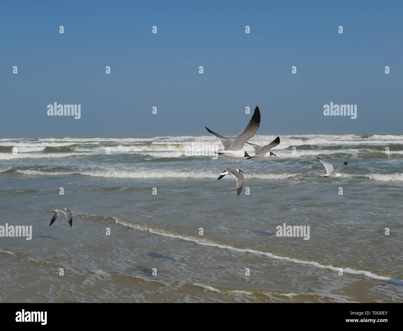 Seagulls flying over beach hi-res stock photography and images - Alamy