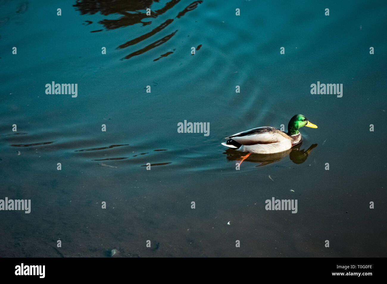Duck looking at you hi-res stock photography and images - Alamy