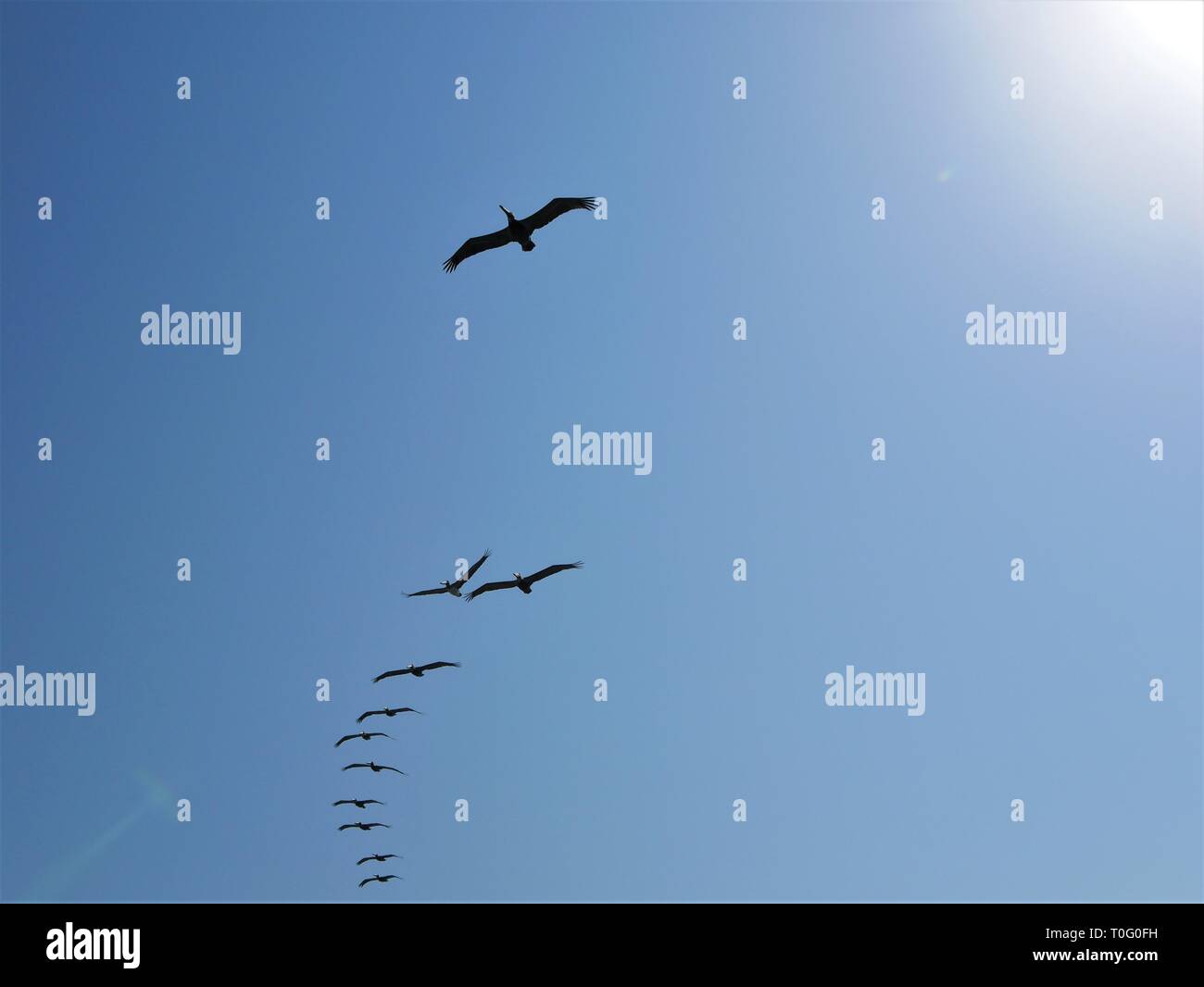 Geese flying high in blue hi-res stock photography and images - Alamy