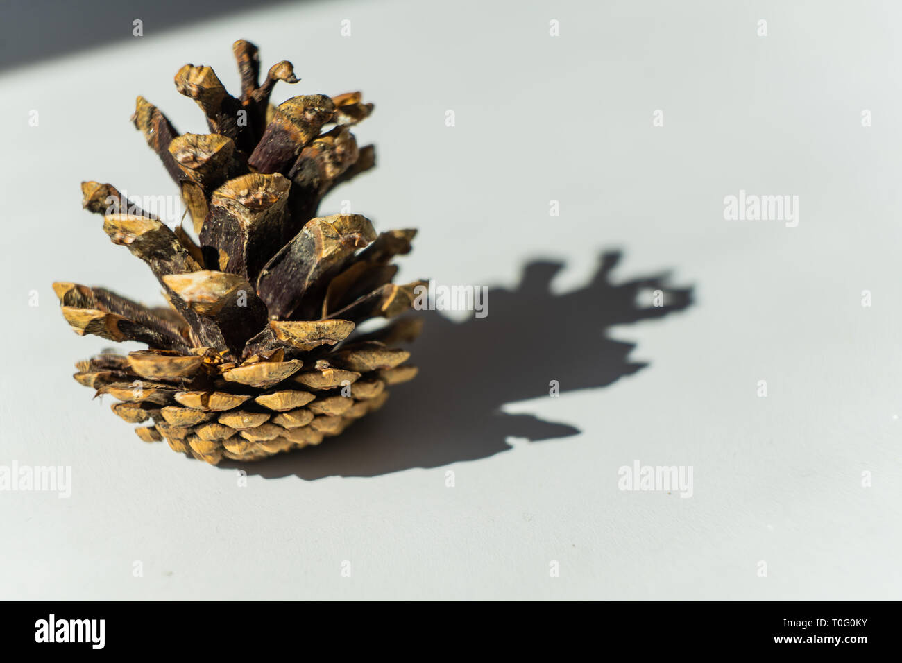 Pine cone sample hi-res stock photography and images - Alamy
