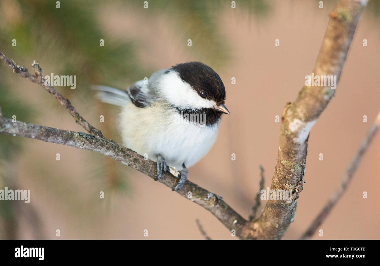 Black-capped chickadee pecking open a sunflower seed Stock Photo - Alamy