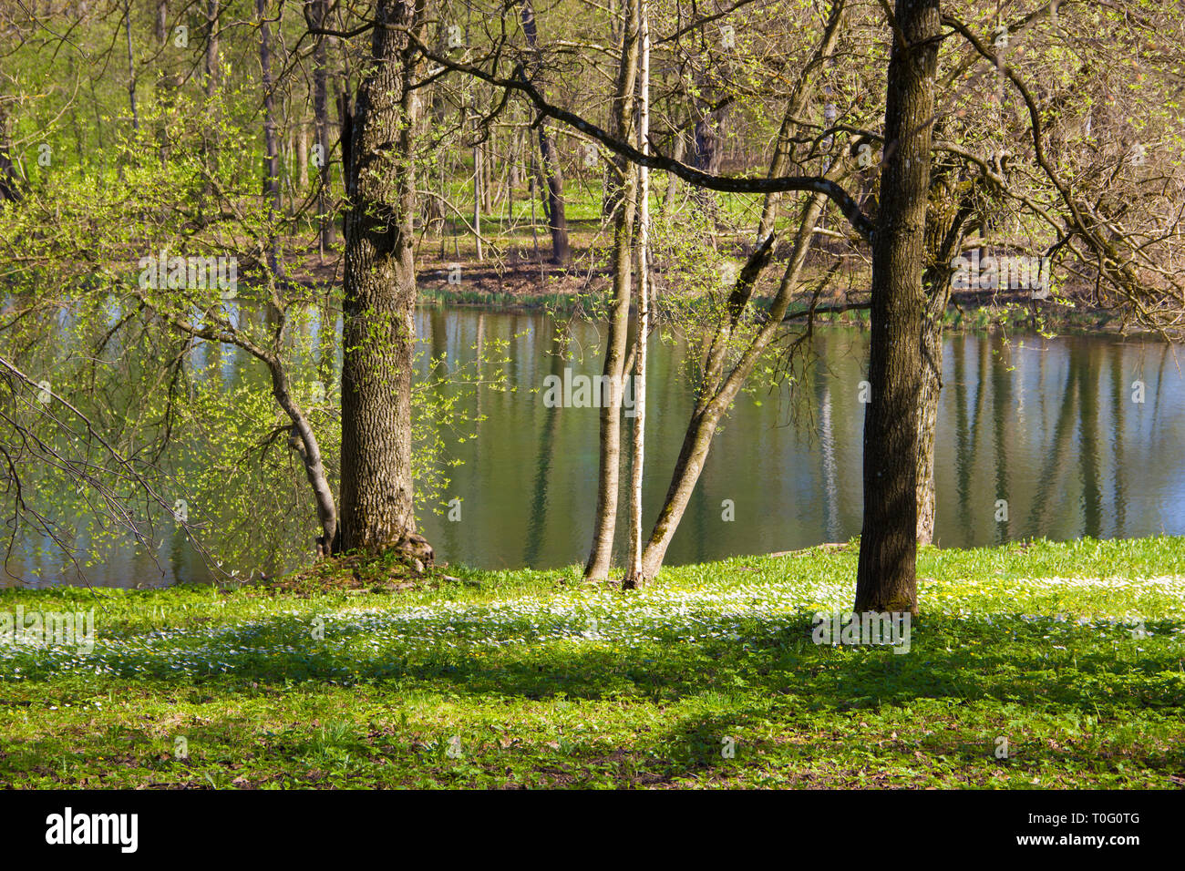 Sunny spring park urban. Warms in the park. Foliage blooms and the ...