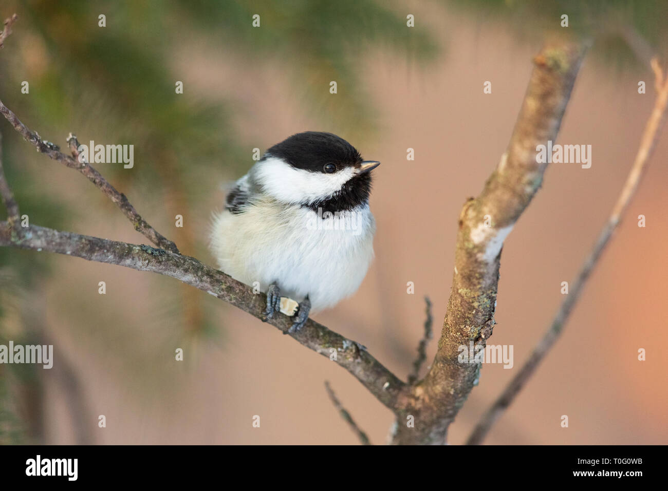 Chickadee with sunflower seed hi-res stock photography and images - Alamy