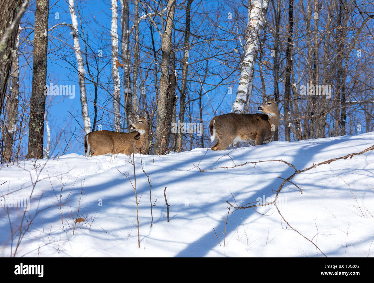 Deer in forest oak tree hi-res stock photography and images - Alamy
