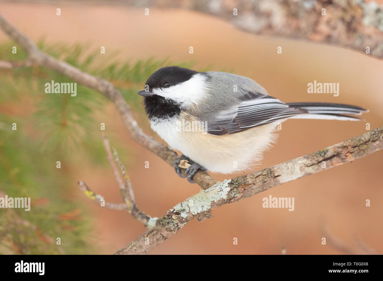 Black-capped chickadee holding a sunflower seed on a winter day in ...