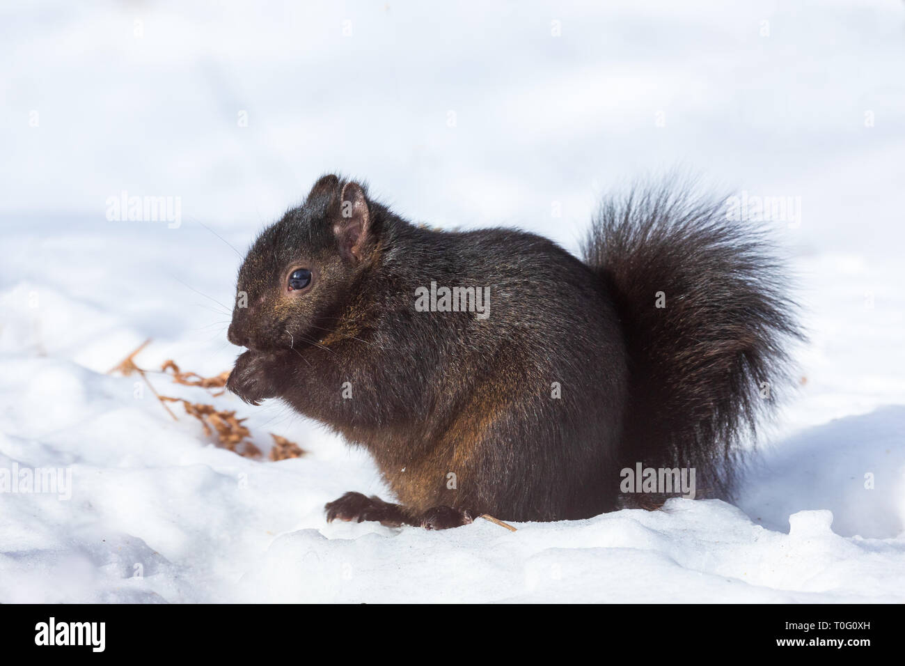 Dark variant High Resolution Stock Photography and Images - Alamy