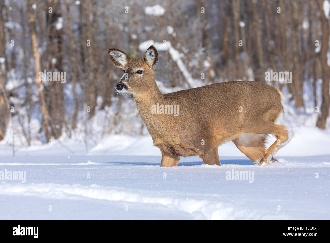 White-tailed doe walking in the deep winter snow Stock Photo - Alamy