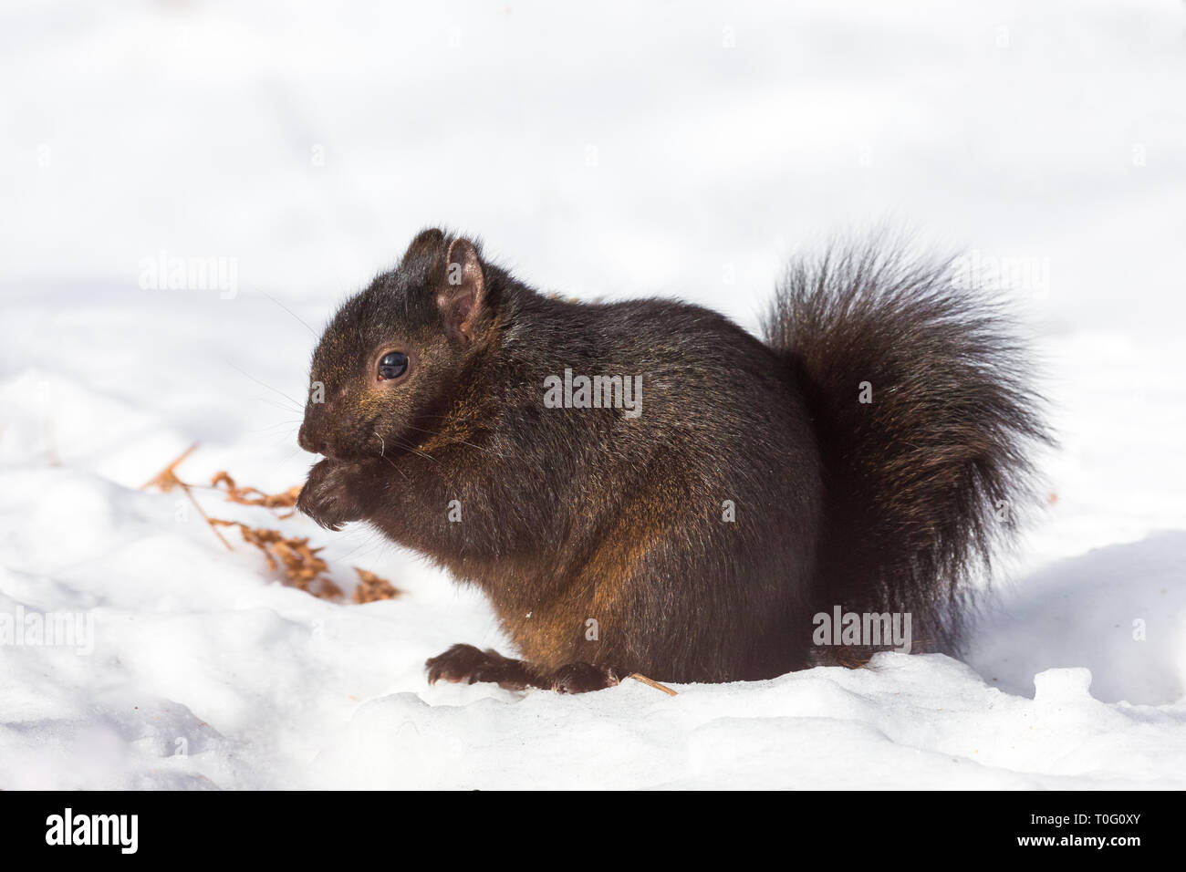 Eastern gray squirrel - dark color morph Stock Photo - Alamy