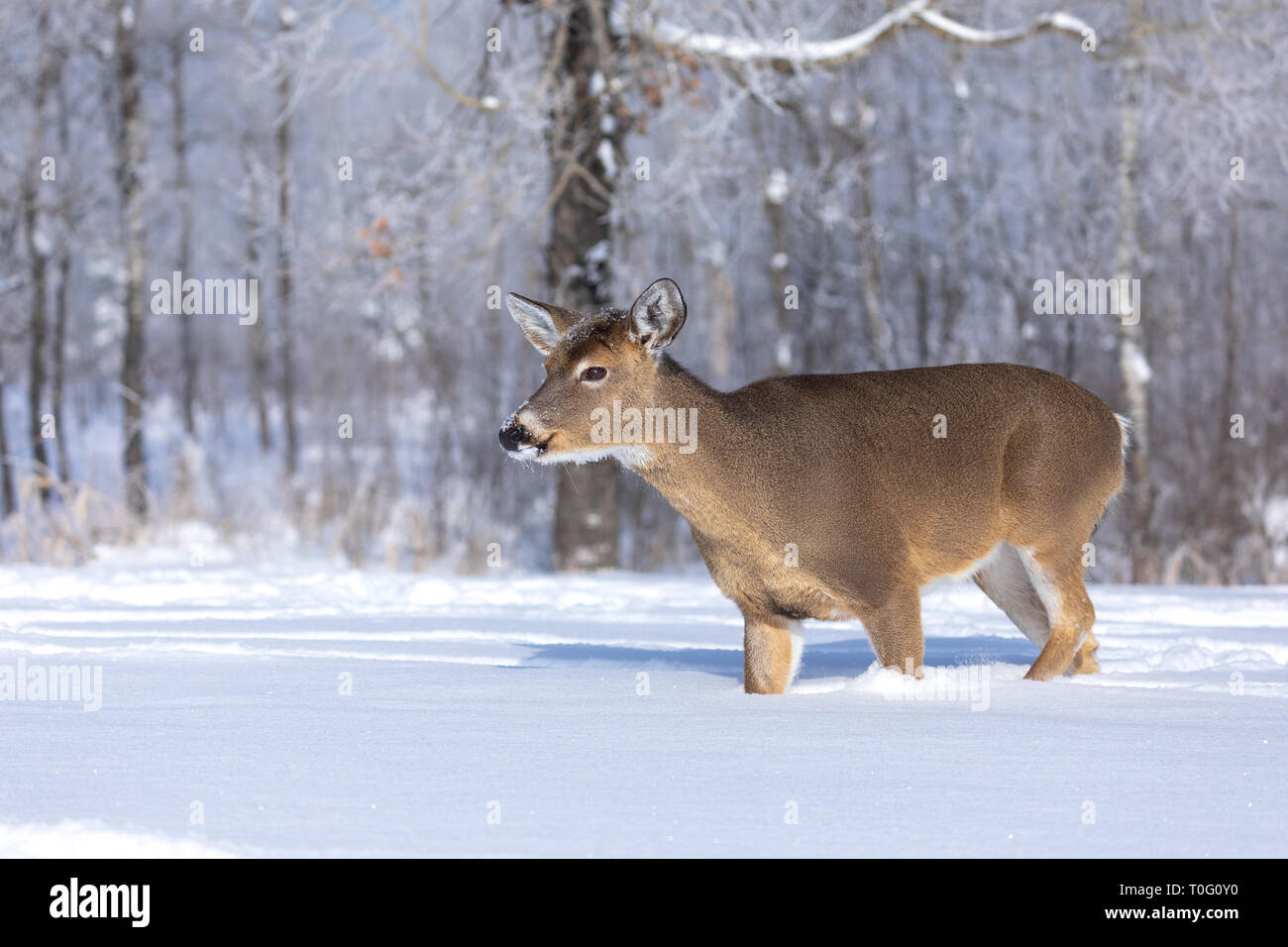 White-tailed doe walking in the deep winter snow Stock Photo - Alamy