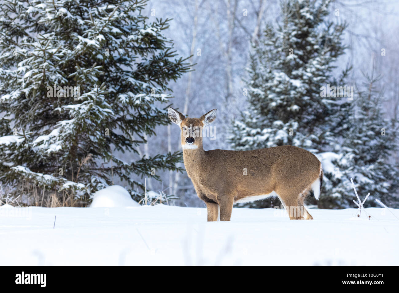 White-tailed doe standing in the deep winter snow of northern Wisconsin ...