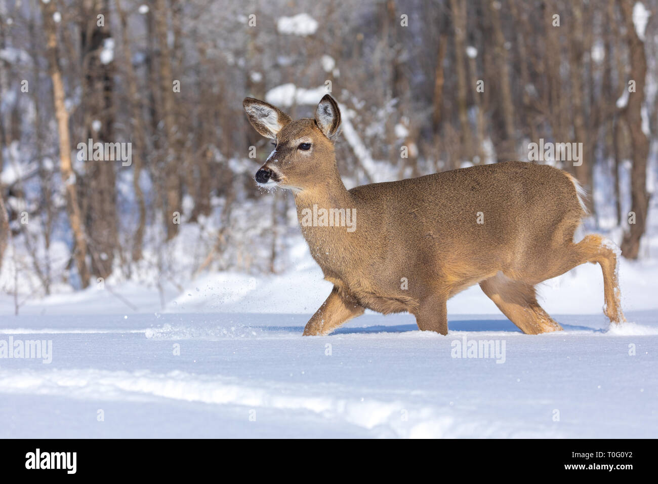 White-tailed doe walking in the deep winter snow Stock Photo - Alamy