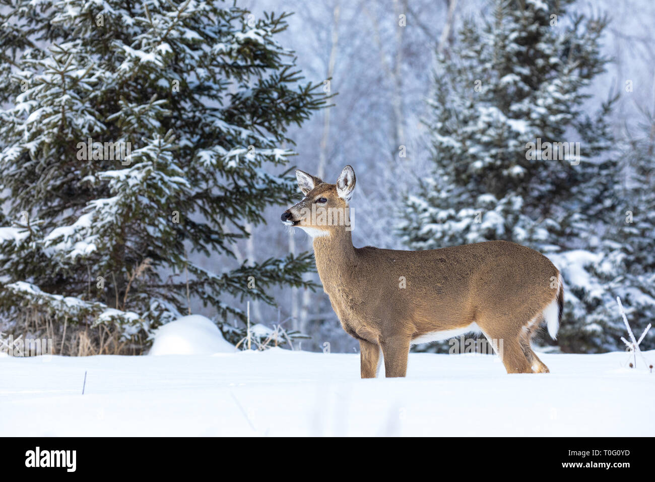 White-tailed doe standing in the deep winter snow of northern Wisconsin ...