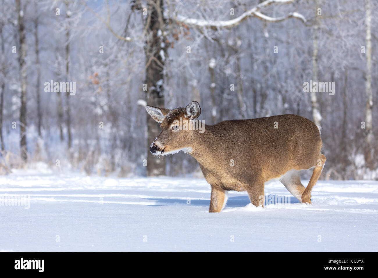 White-tailed doe walking in the deep winter snow Stock Photo - Alamy