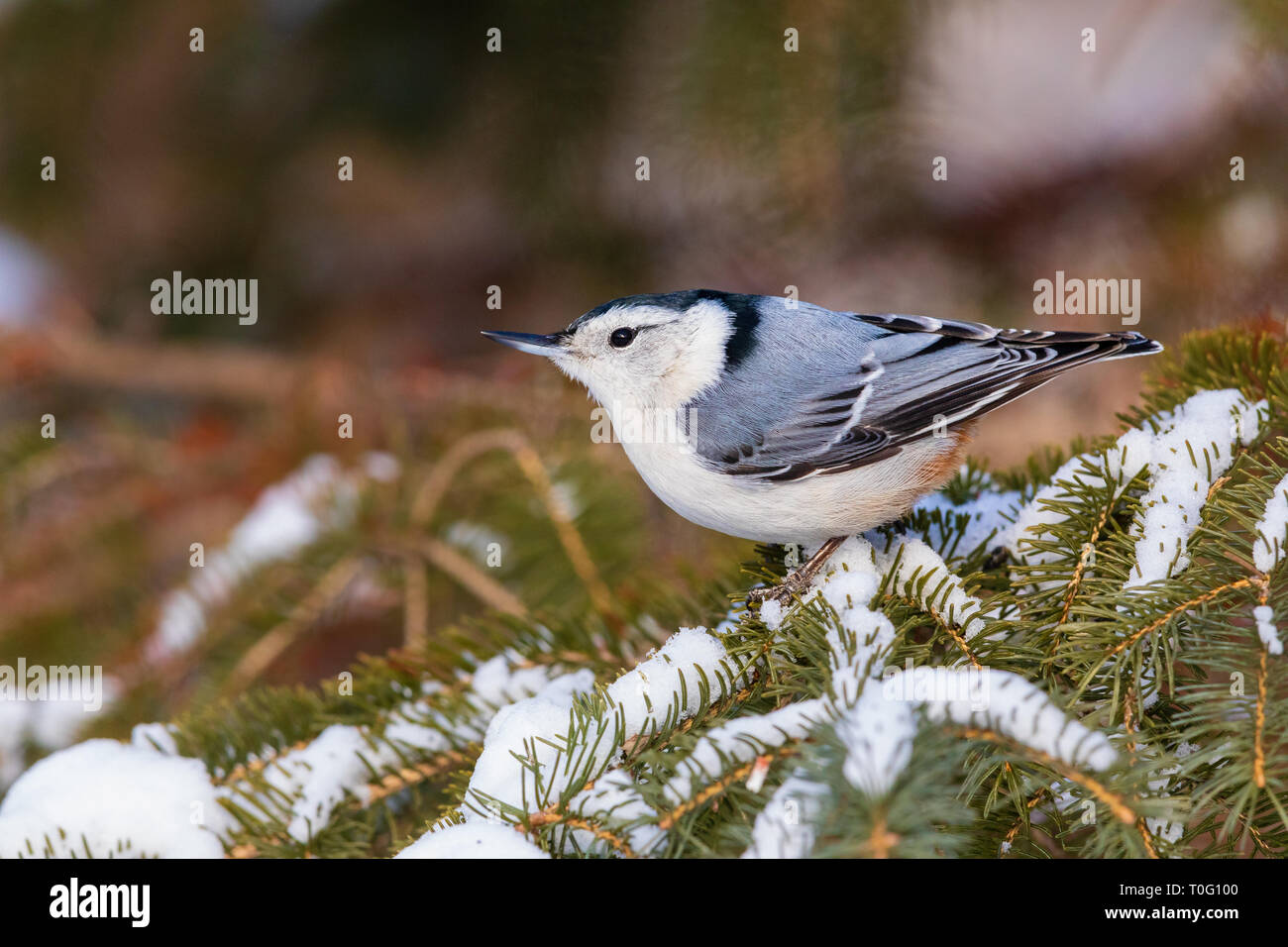 Nuthatch upright hi-res stock photography and images - Alamy