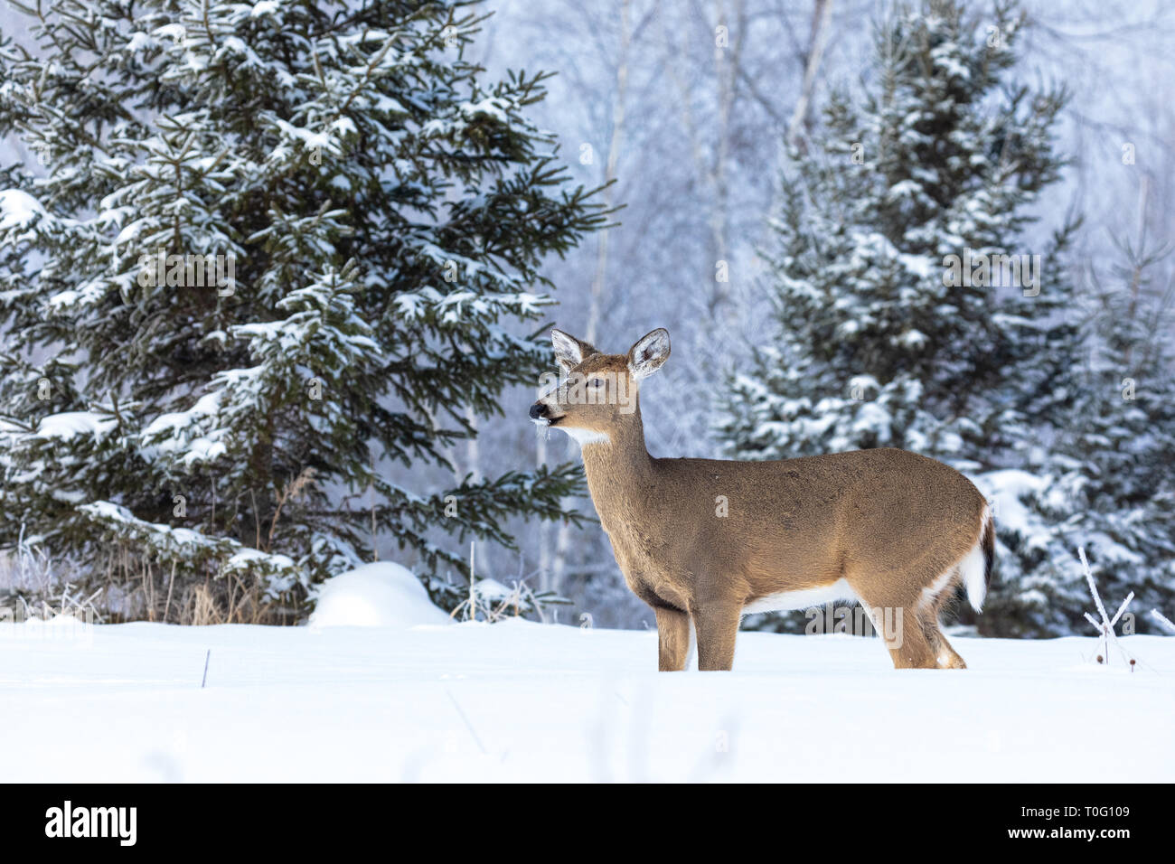 Four deep hi-res stock photography and images - Alamy