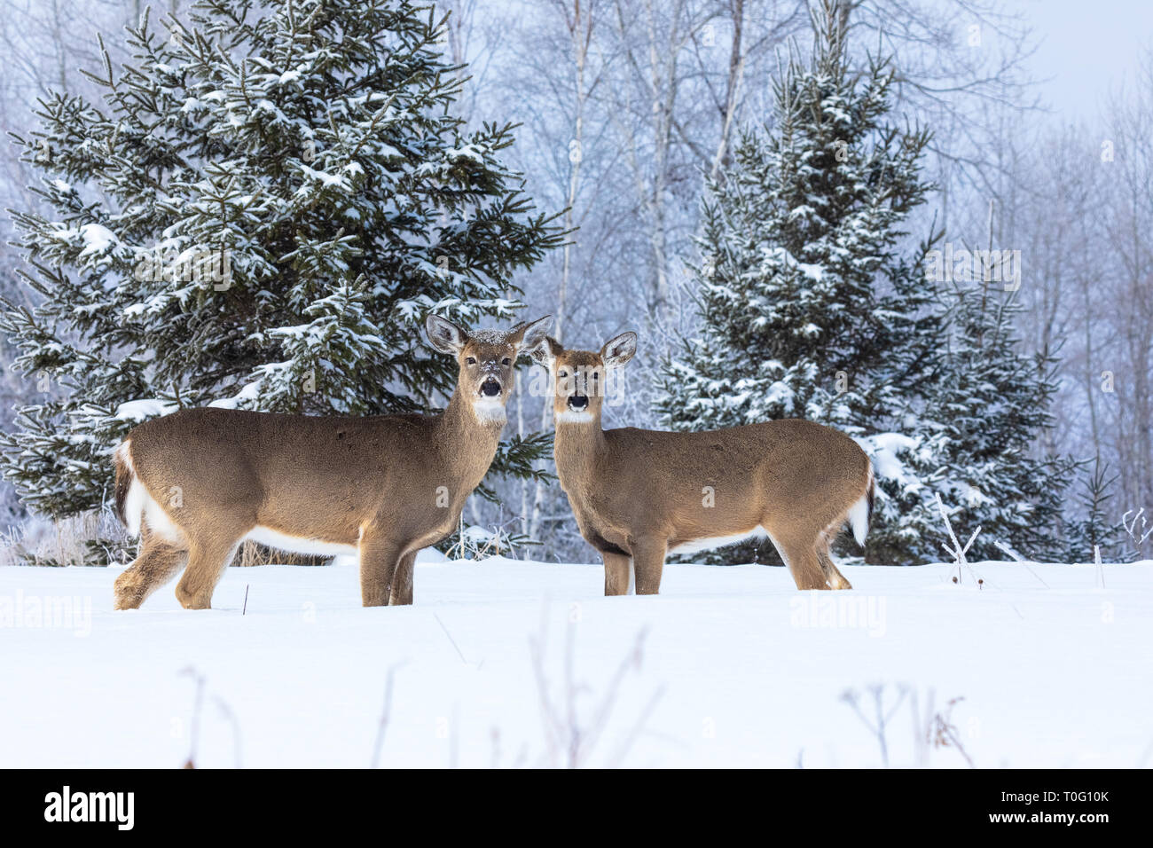 Two whitetail deer hi-res stock photography and images - Alamy