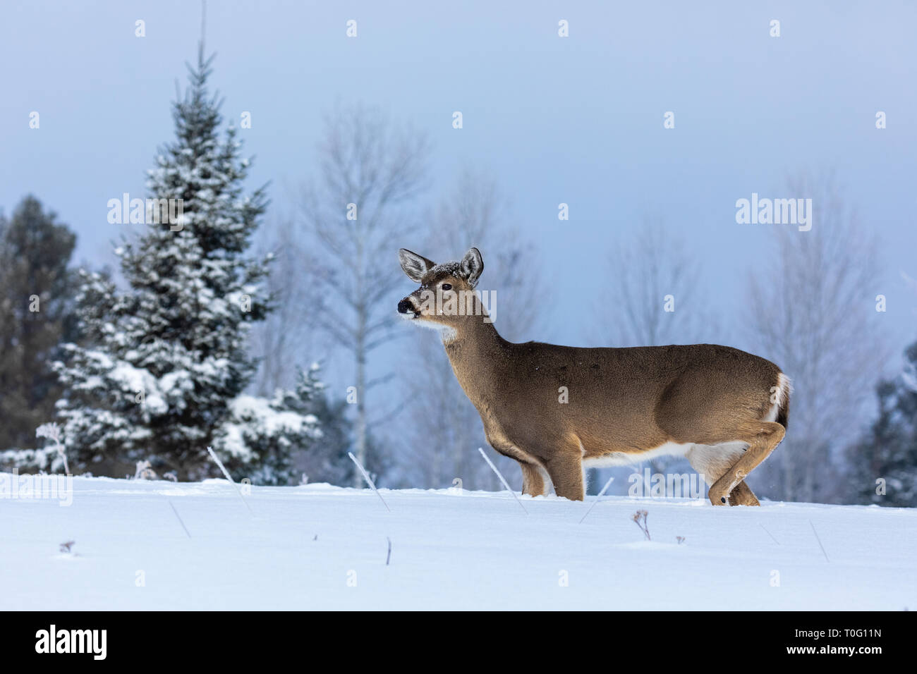 White-tailed doe walking in the deep winter snow Stock Photo - Alamy