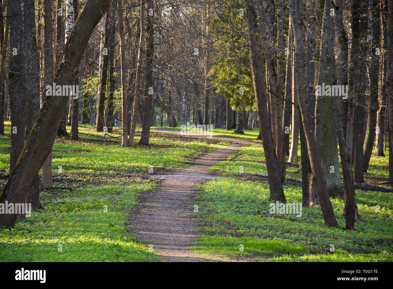 Sunny spring park urban. Warms in the park. Foliage blooms and the ...
