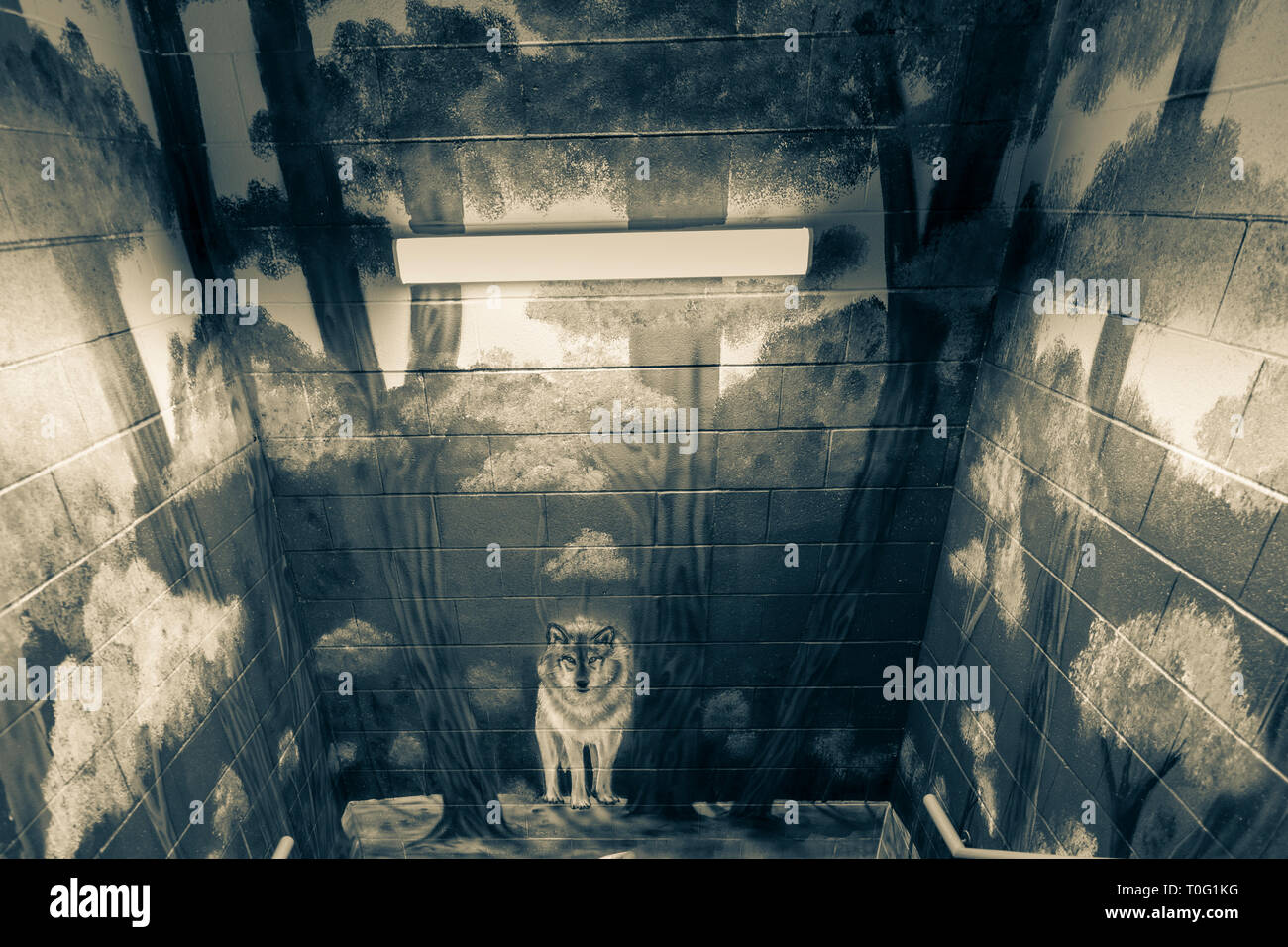 Wolf mural on a staircase inside a building Stock Photo - Alamy